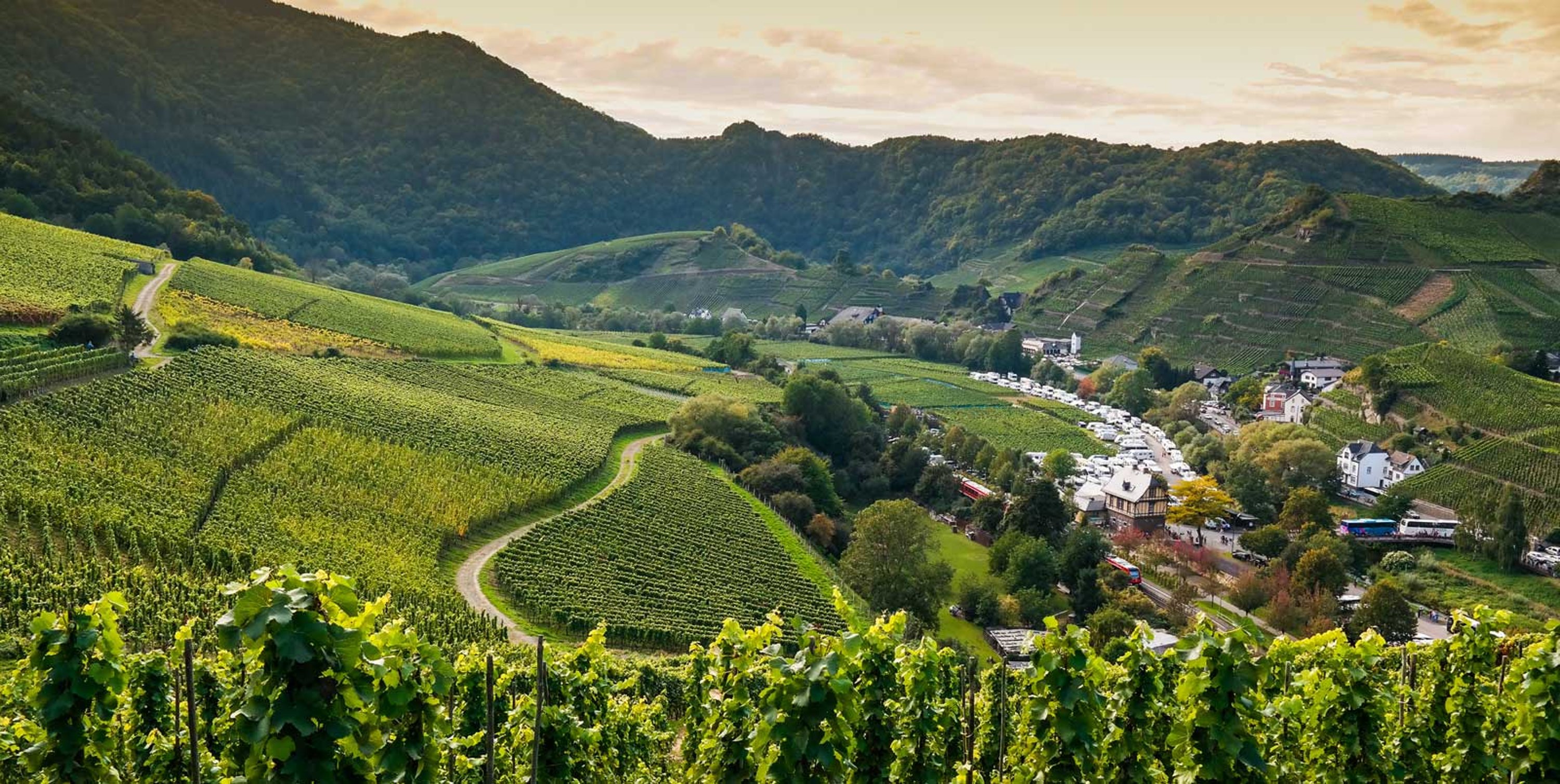 Wein von der Ahr online kaufen | Riserva Privata